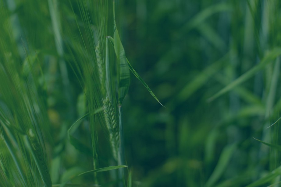 Control of perennial and winter annual weeds - Alberta Grains