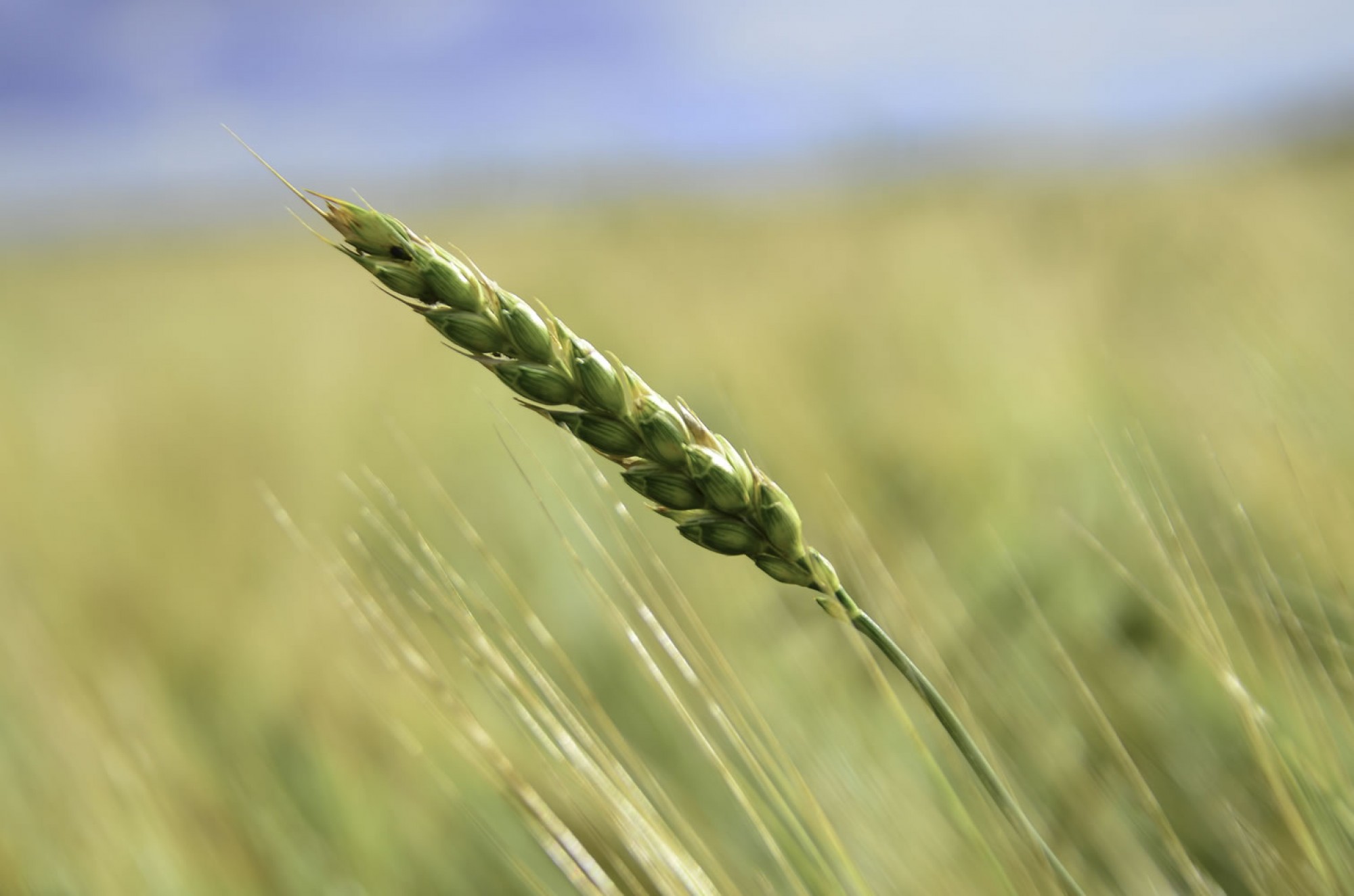 PDQ – Price & Data Quotes - Alberta Grains