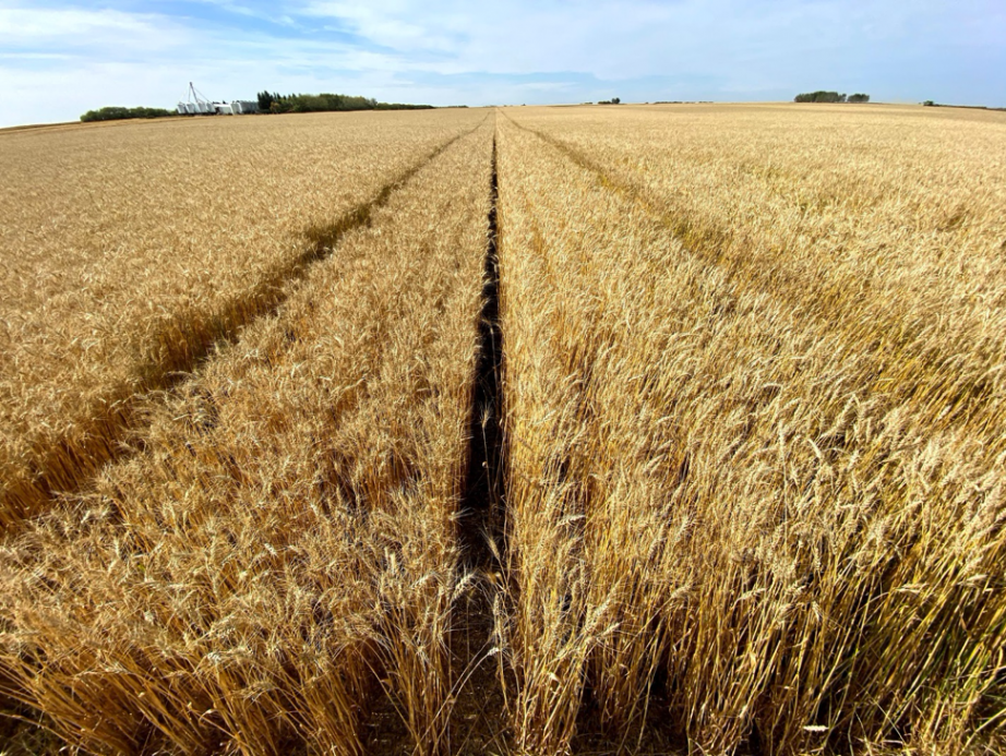 New wheat varieties on the horizon for western Canadian farmers ...