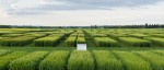 Barley Research - Alberta Grains