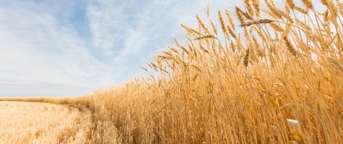 Press Releases - Alberta Grains