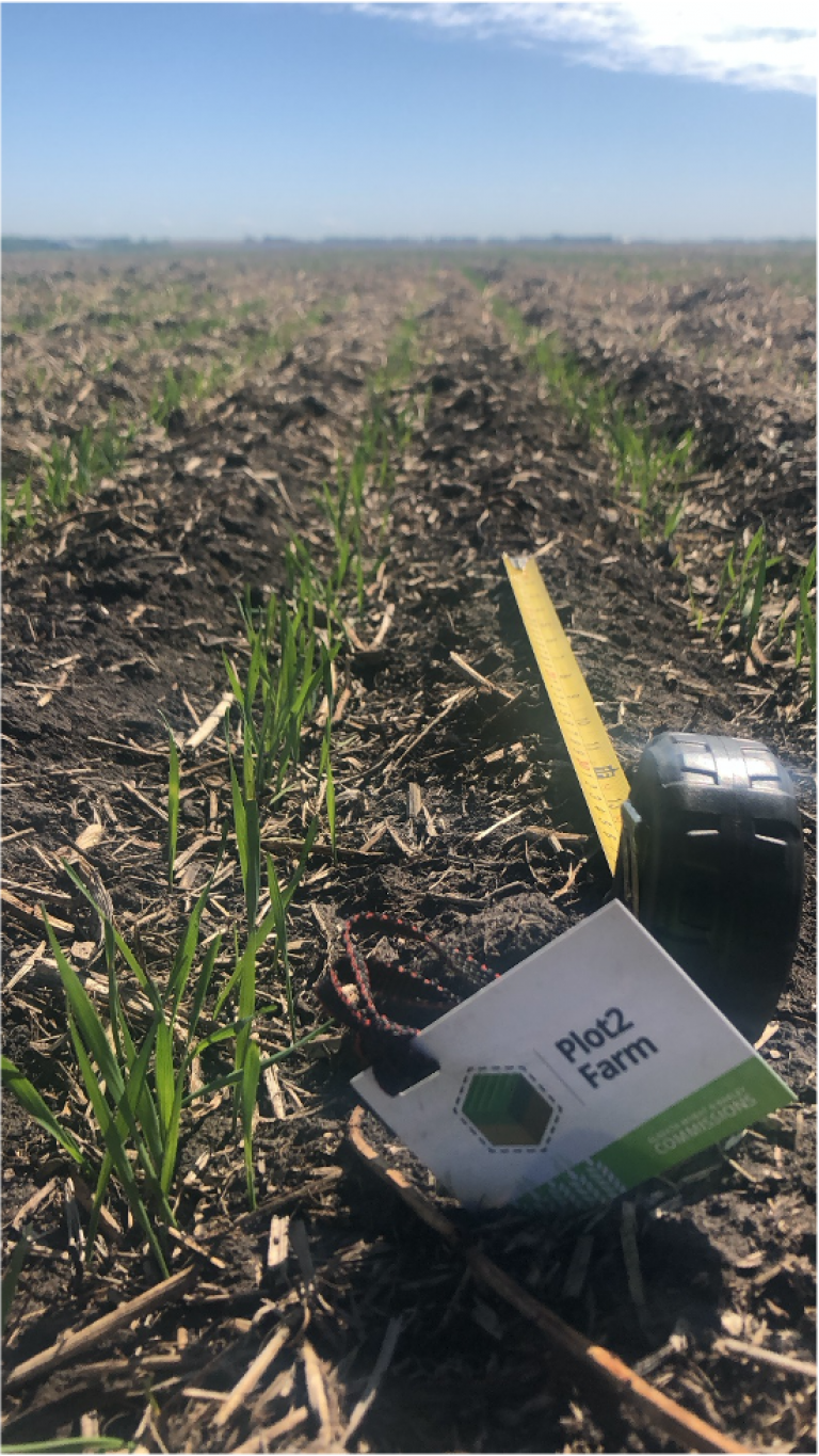 Take steps to know your emergence percentage - Alberta Grains