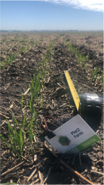 Take steps to know your emergence percentage - Alberta Grains