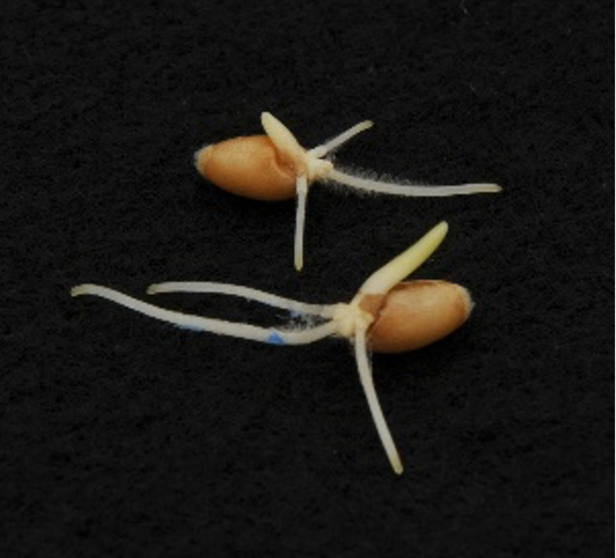 Seeding depth - from a seed's perspective - Alberta Grains