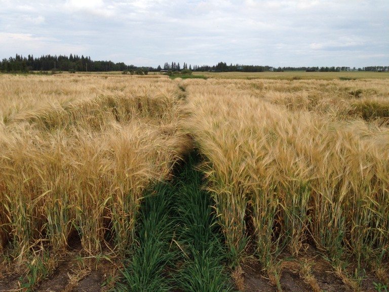 Plant Growth Regulator (PGR) Options for Barley - Alberta Grains