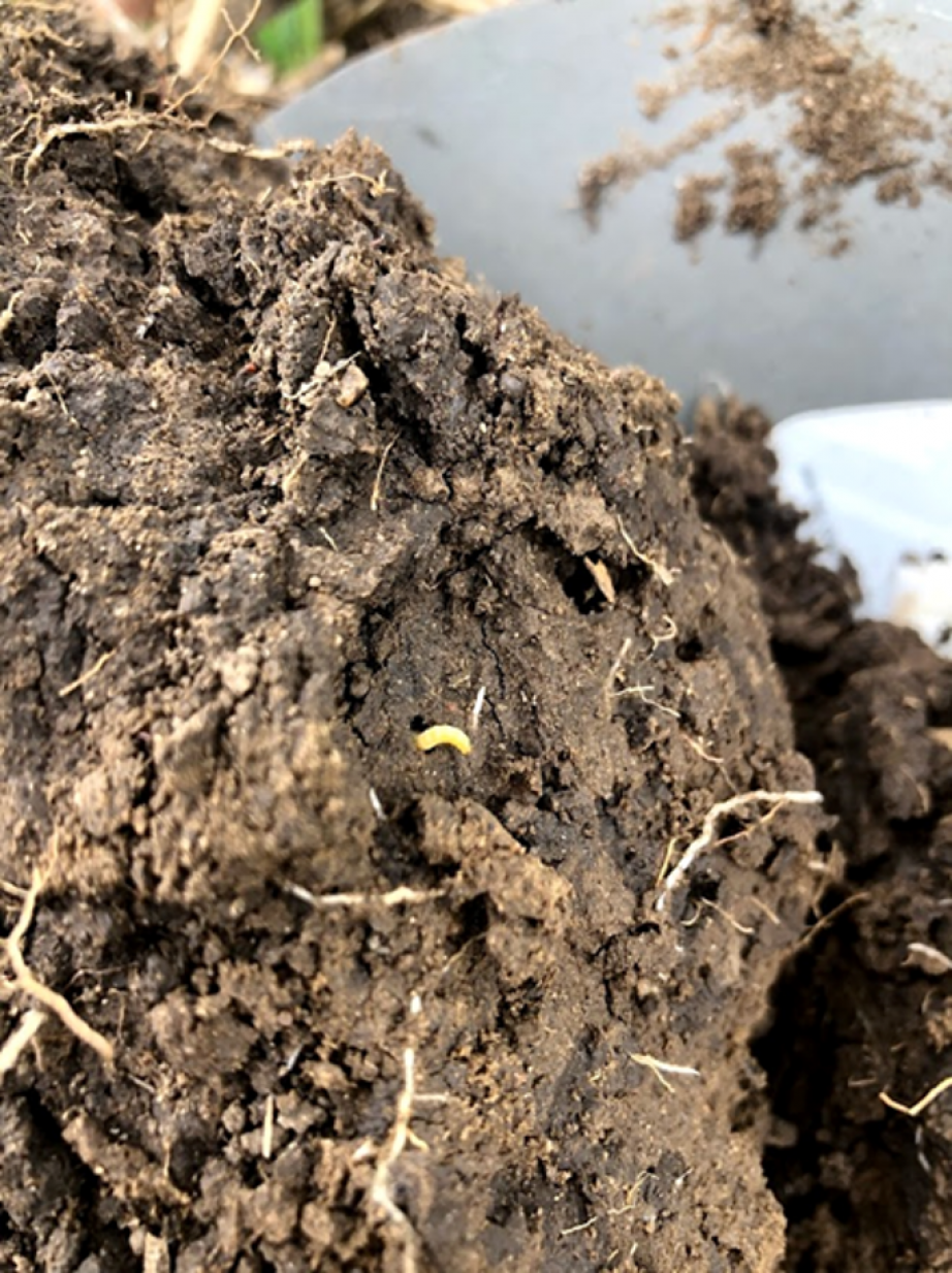 Post-emergence wireworm scouting - Alberta Grains