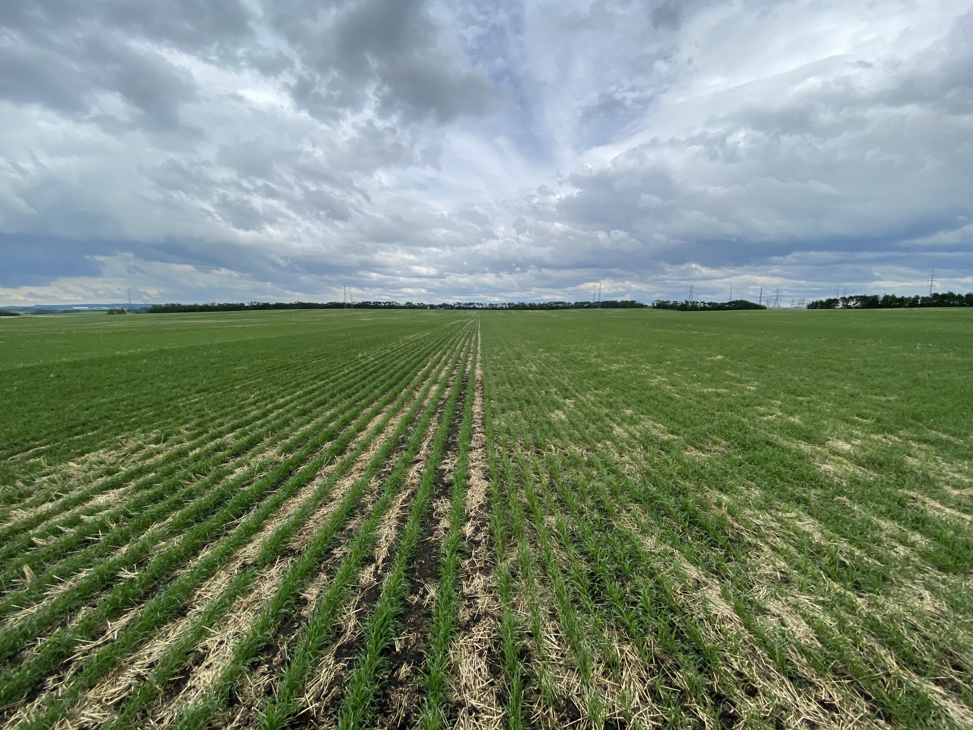 2021 Plot2Farm trials - Alberta Grains