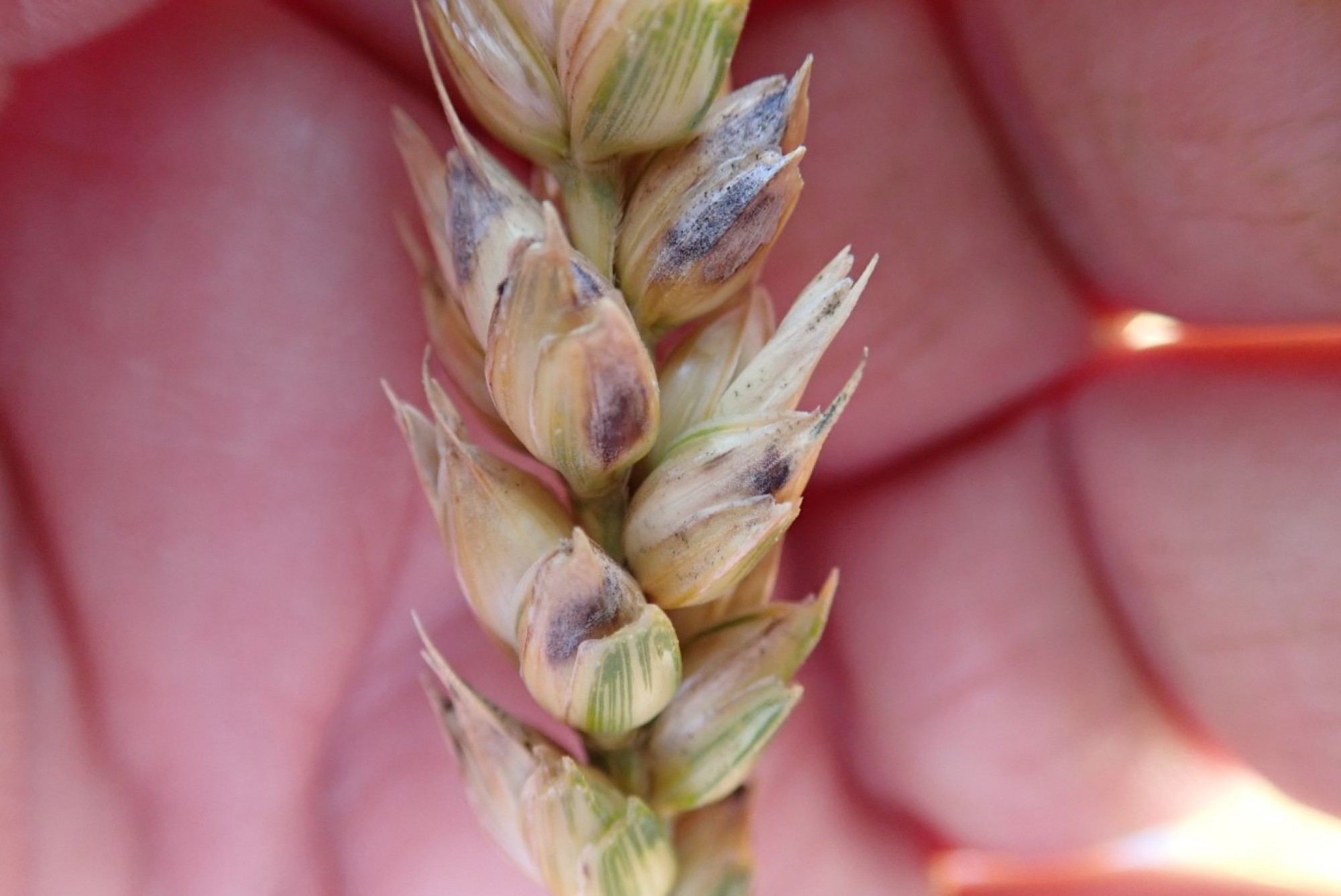 Scouting for Fusarium head blight infection after a head timing ...