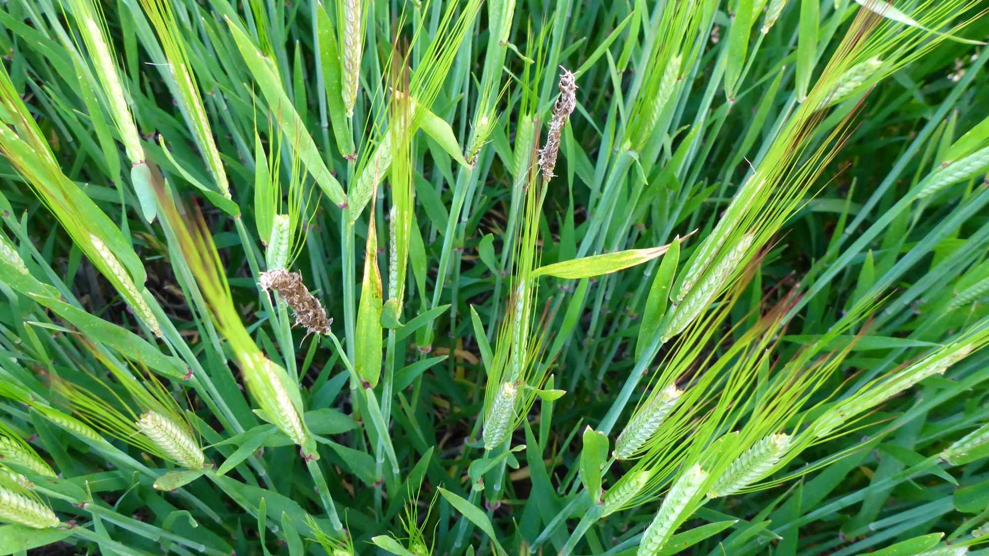 True loose smut in barley - Alberta Grains