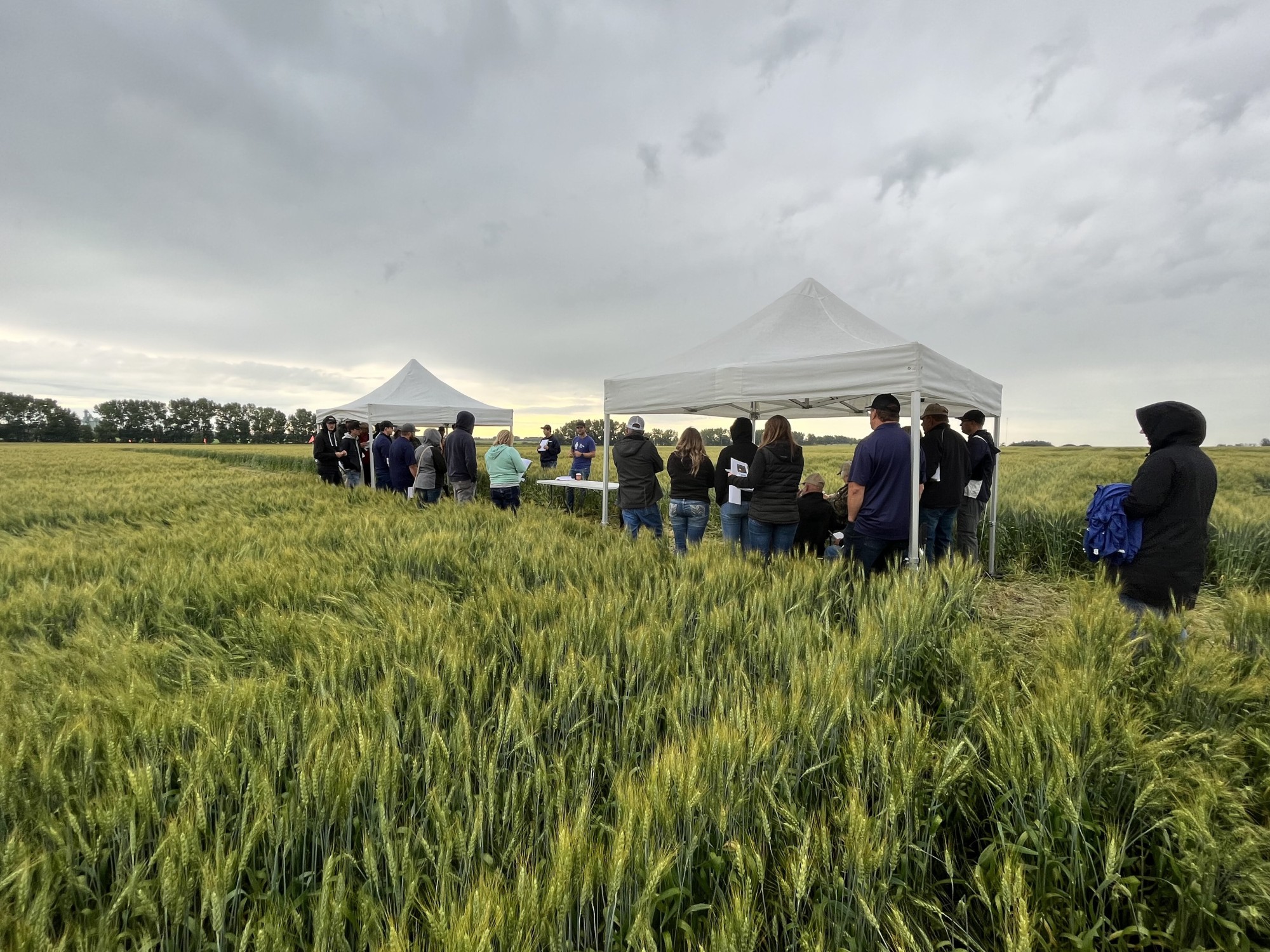 Plot2Farm on-farm research trial results - Alberta Grains
