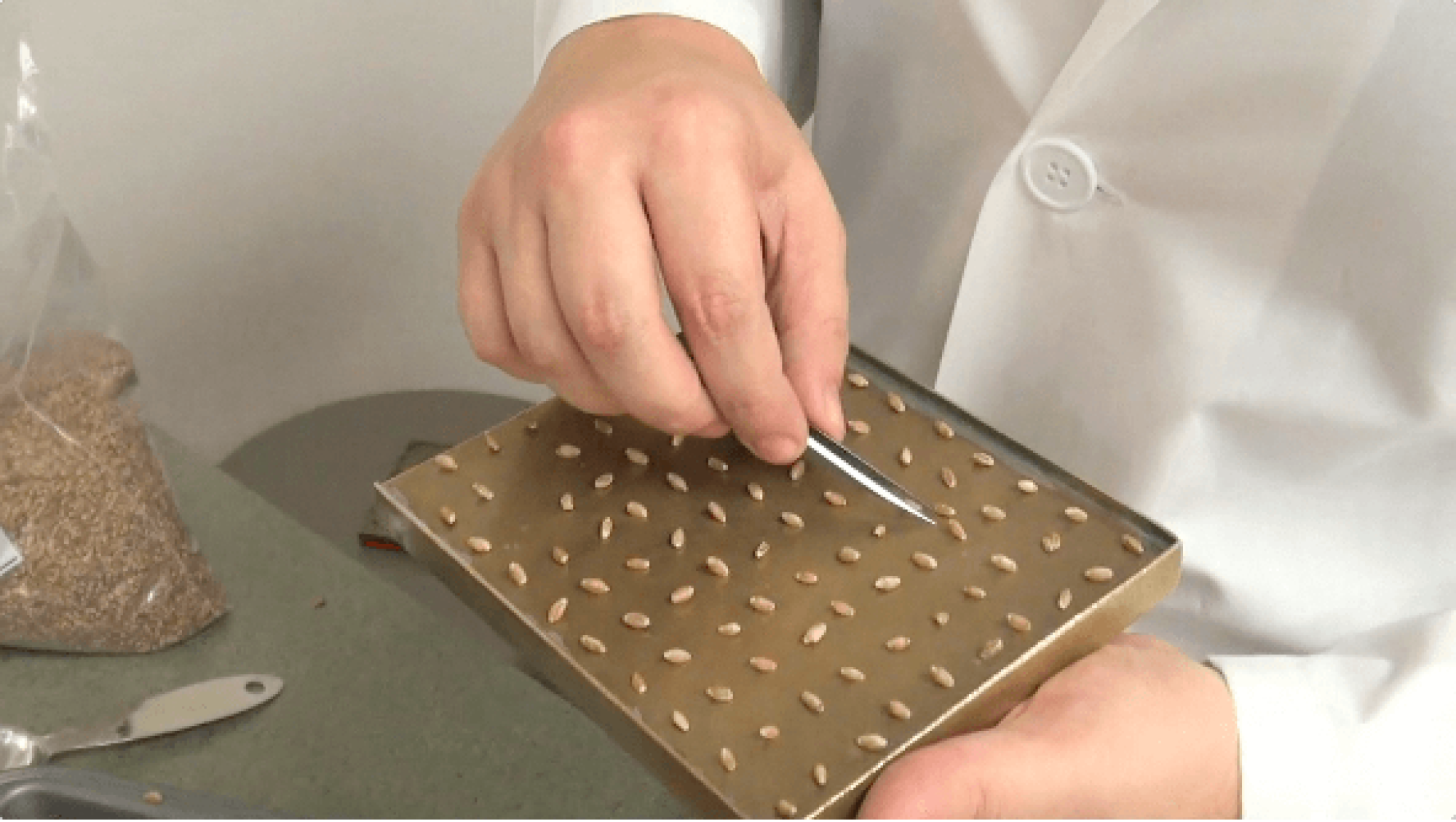 Selecting the Right Seed - Alberta Grains