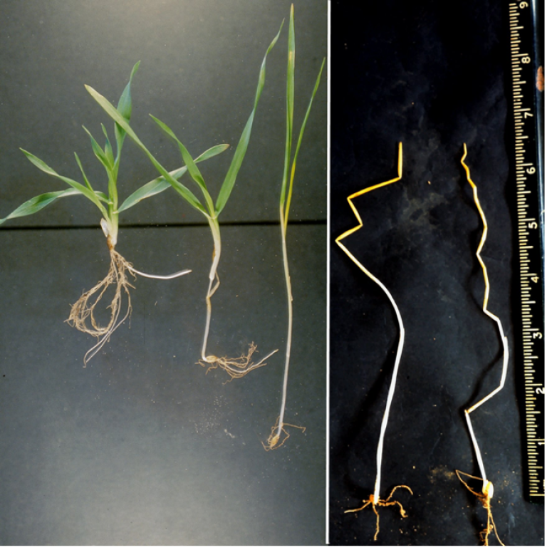 Seeding Best Management Practices (BMP) – Row Spacing and Seeding Depth ...