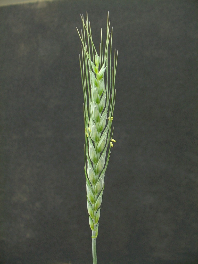 Agronomic staging guide and decisions - Alberta Grains