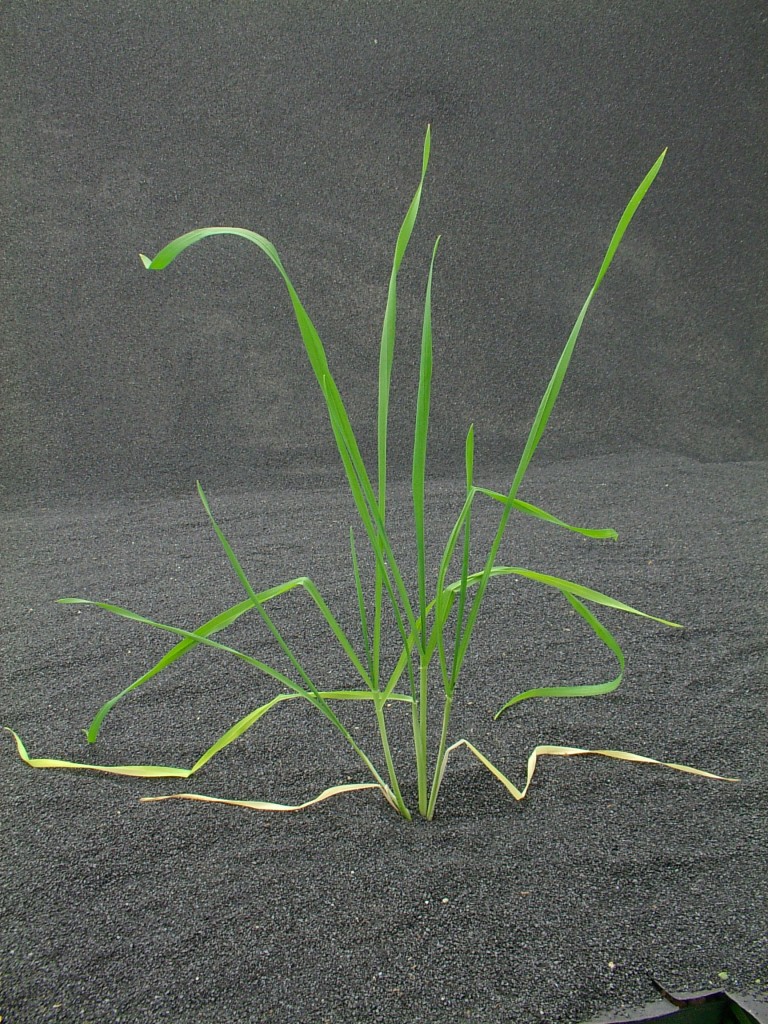 Agronomic staging guide and decisions - Alberta Grains