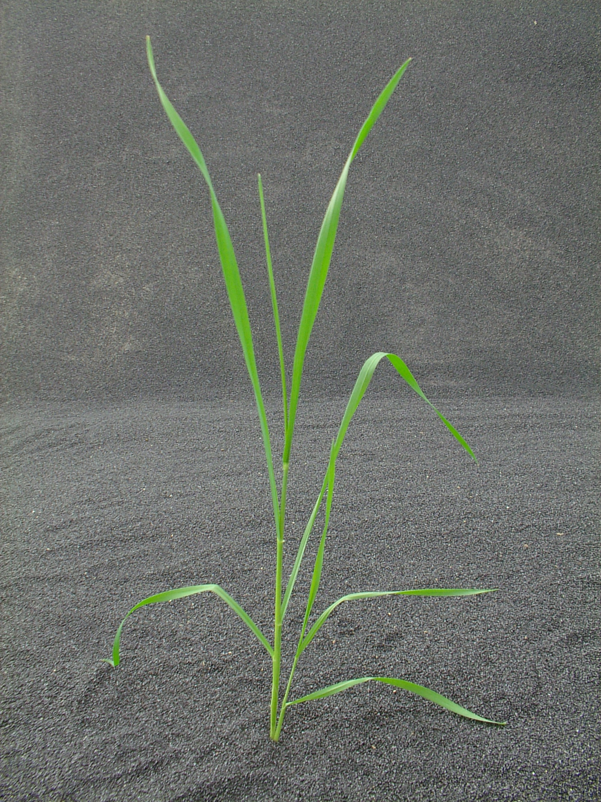 Agronomic staging guide and decisions - Alberta Grains