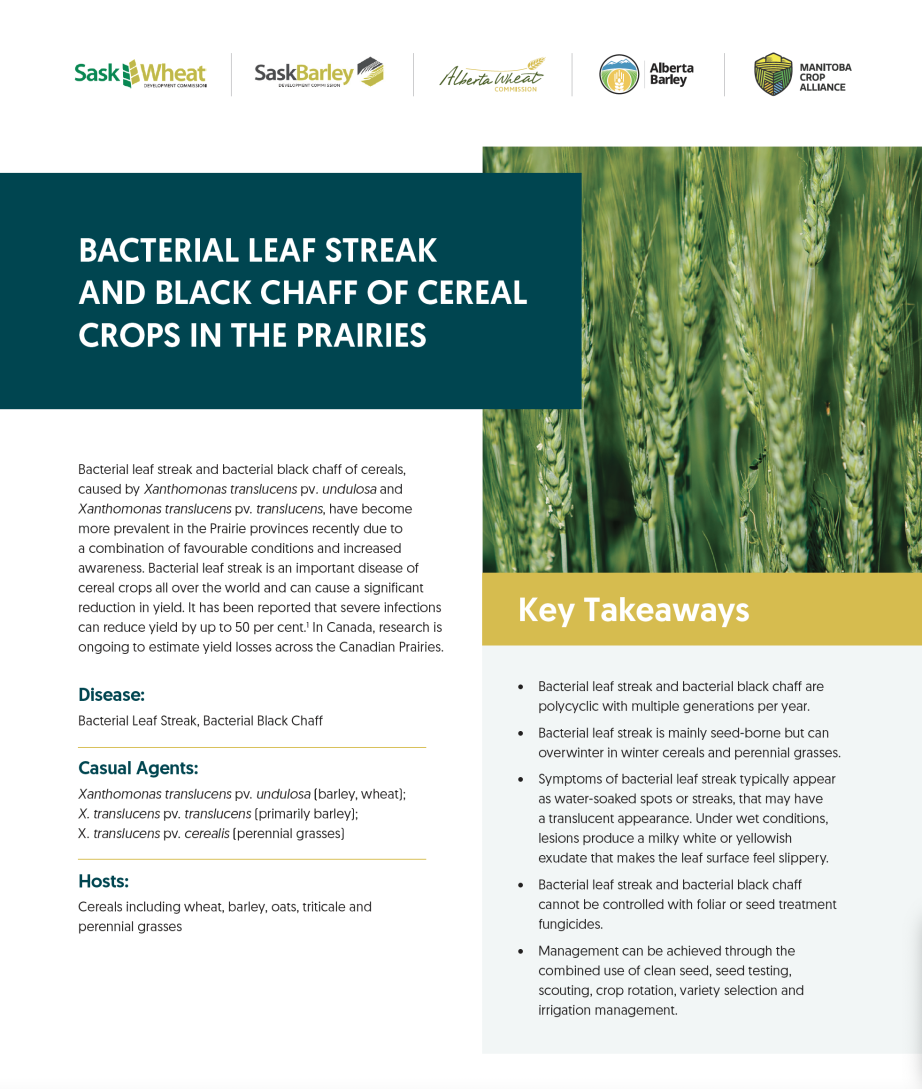 Keep an eye out for bacterial leaf streak - Alberta Grains