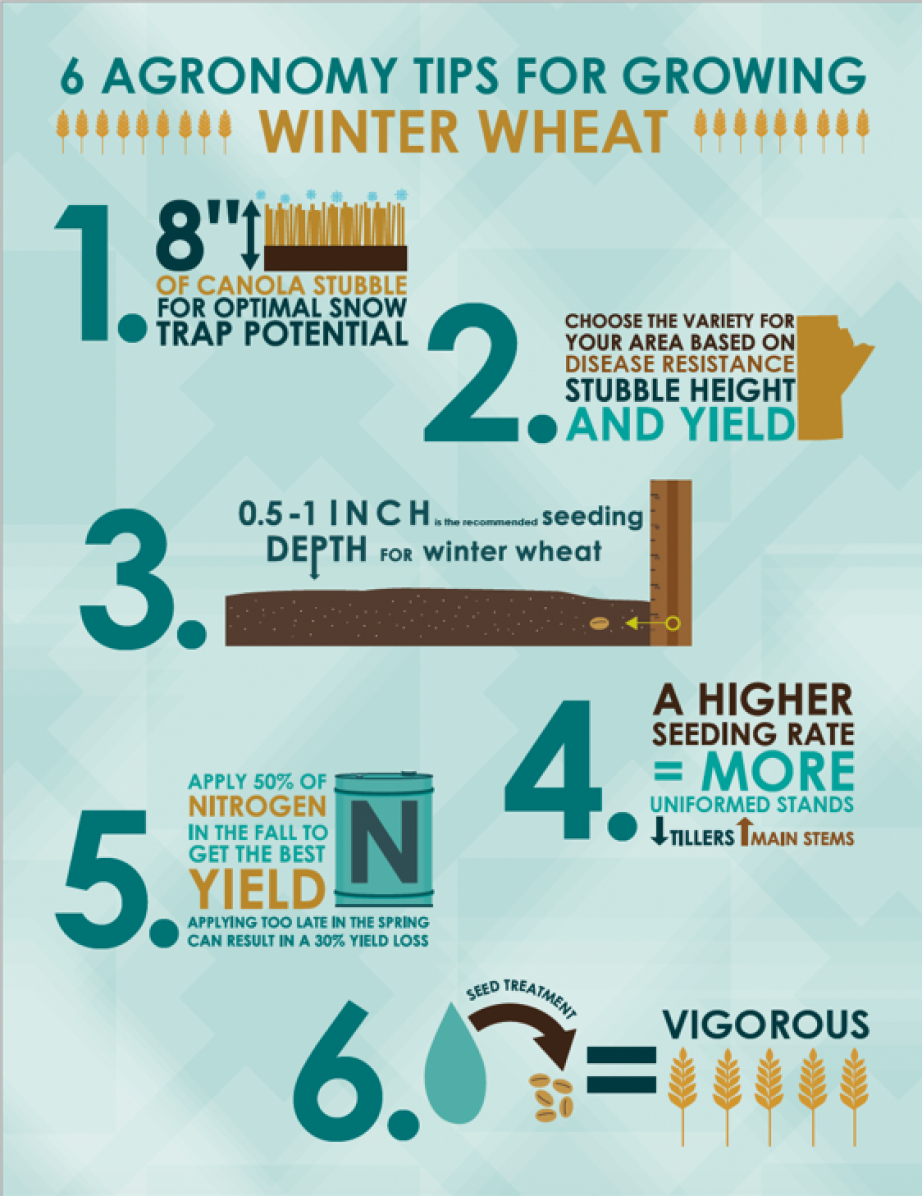 Winter wheat planning - Alberta Grains