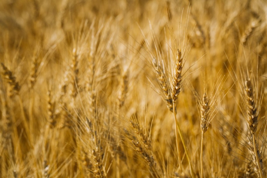 Spotlight on Research - Alberta Wheat and Barley Commission