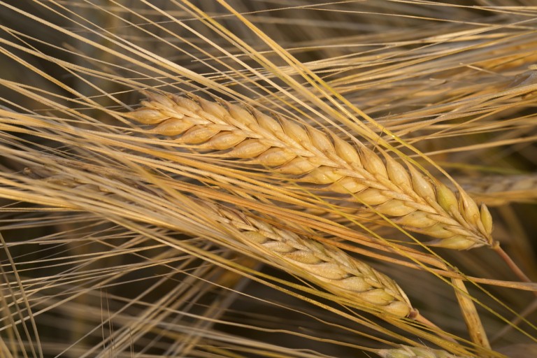 Quarterly Newsletter - Alberta Wheat and Barley Commission