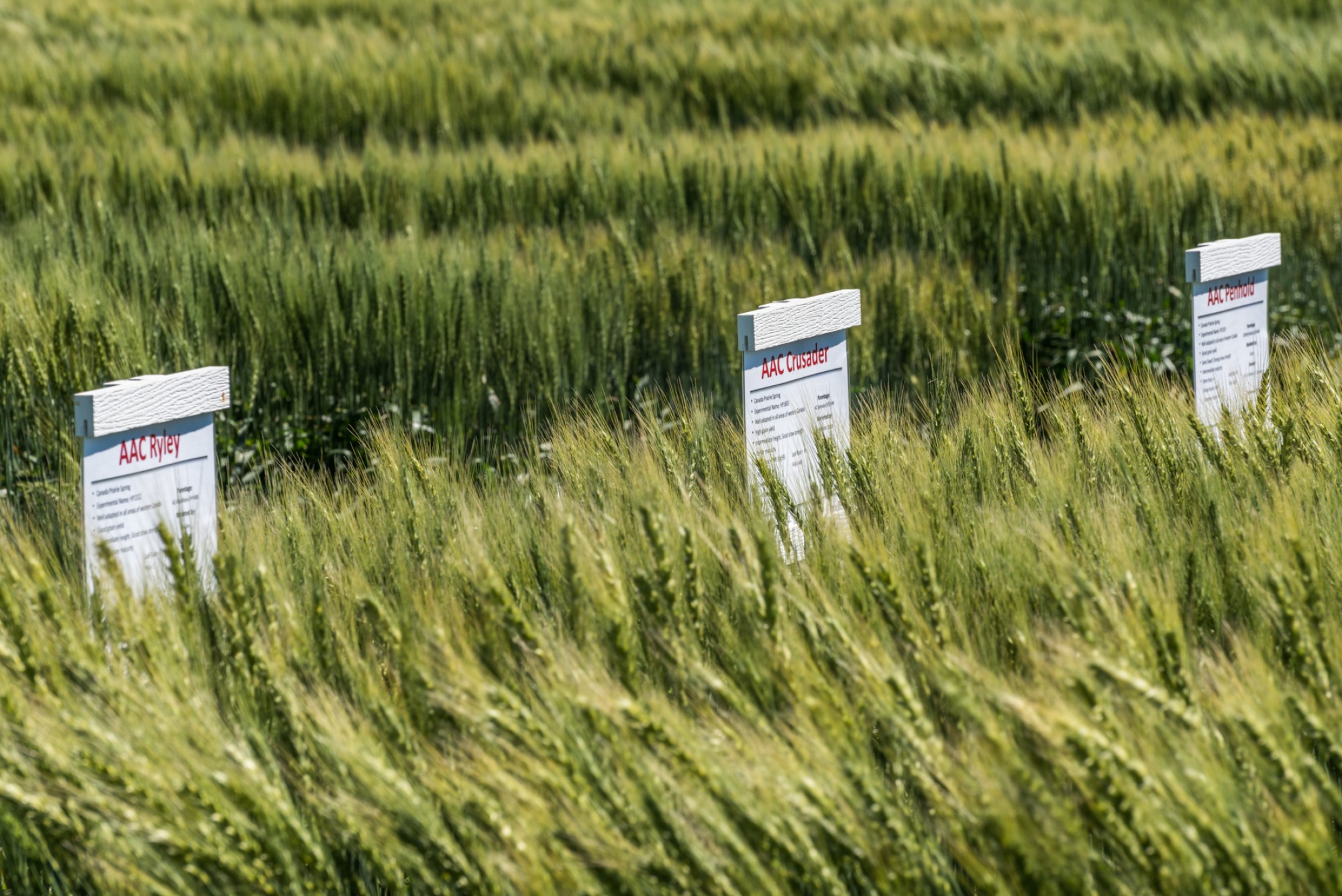 Spotlight on Research - Alberta Grains