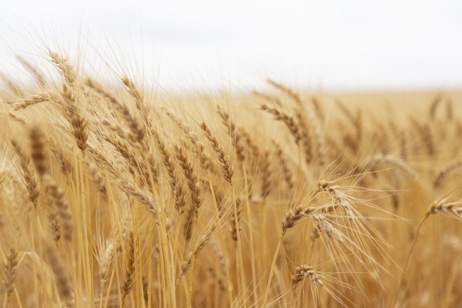 Business Risk Management Program Renewal - Alberta Grains