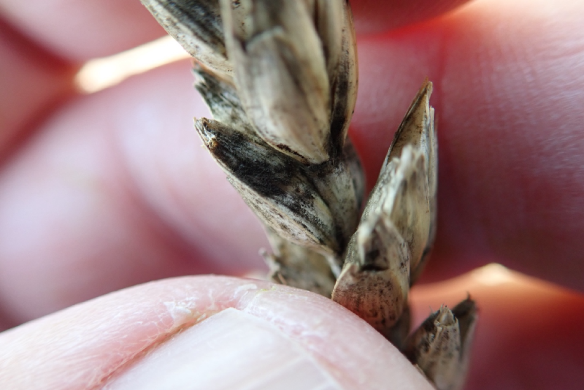 The Growing Point Podcast - Late Season Diseases with Dr. Kelly ...
