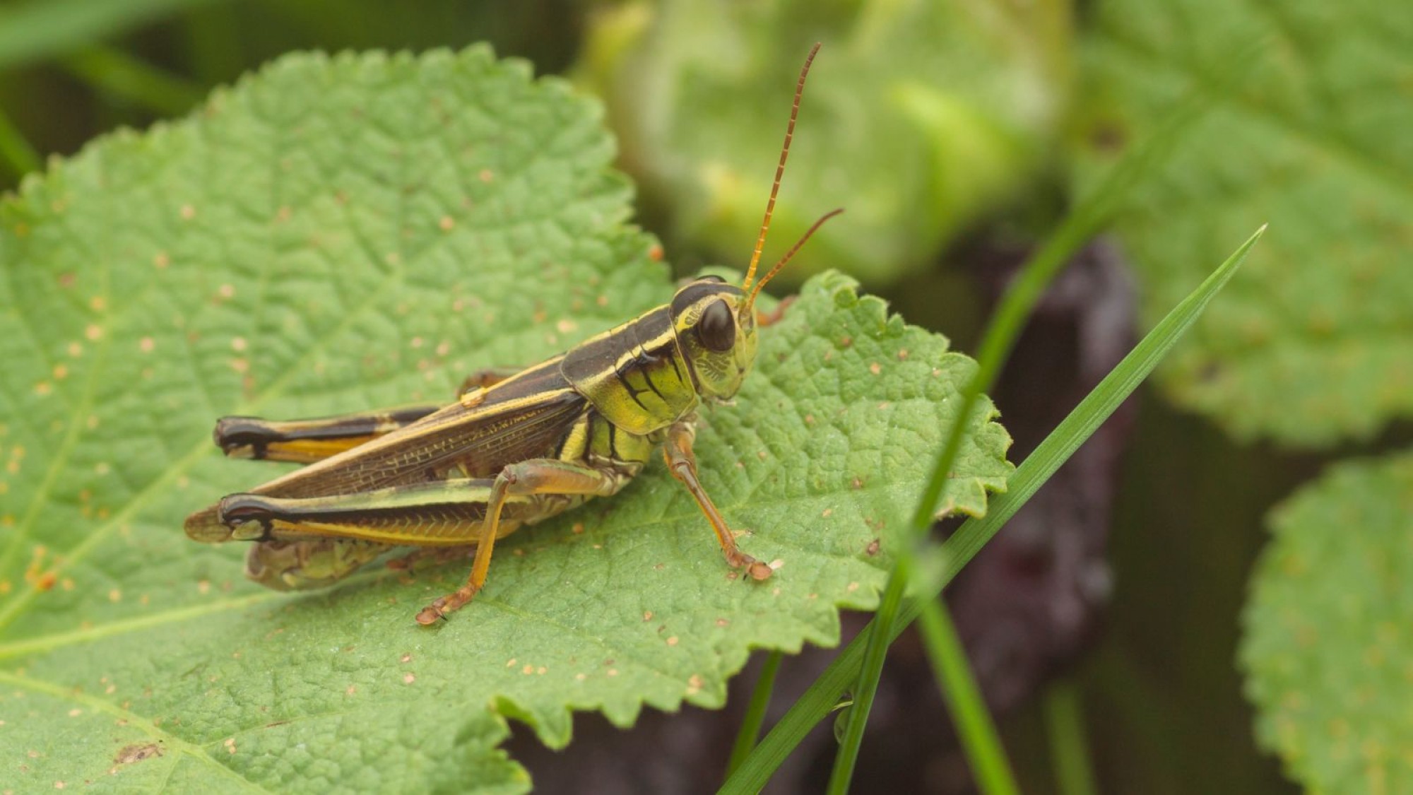 What’s up with grasshoppers in the 2024 growing season? - Alberta Grains
