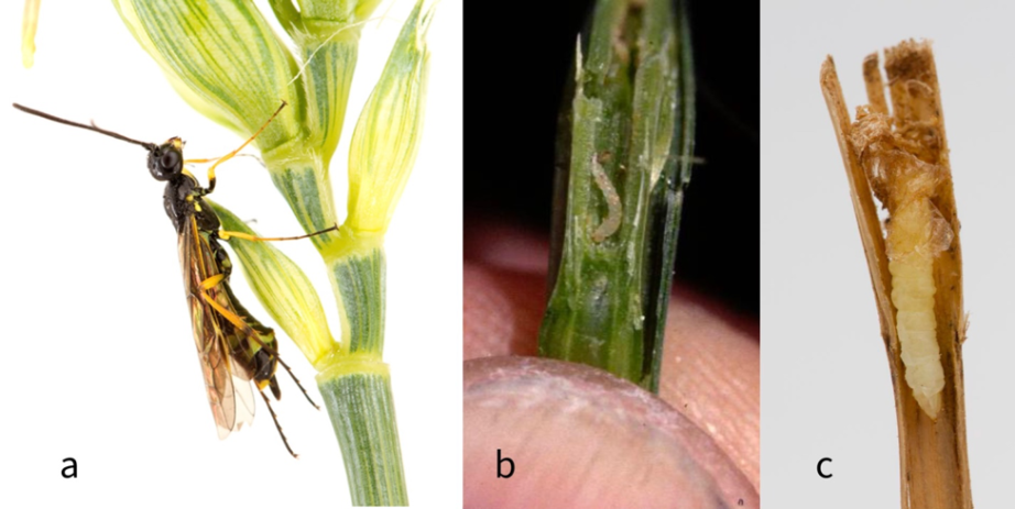 Cereal insect pests to keep an eye on in 2024 - Alberta Grains