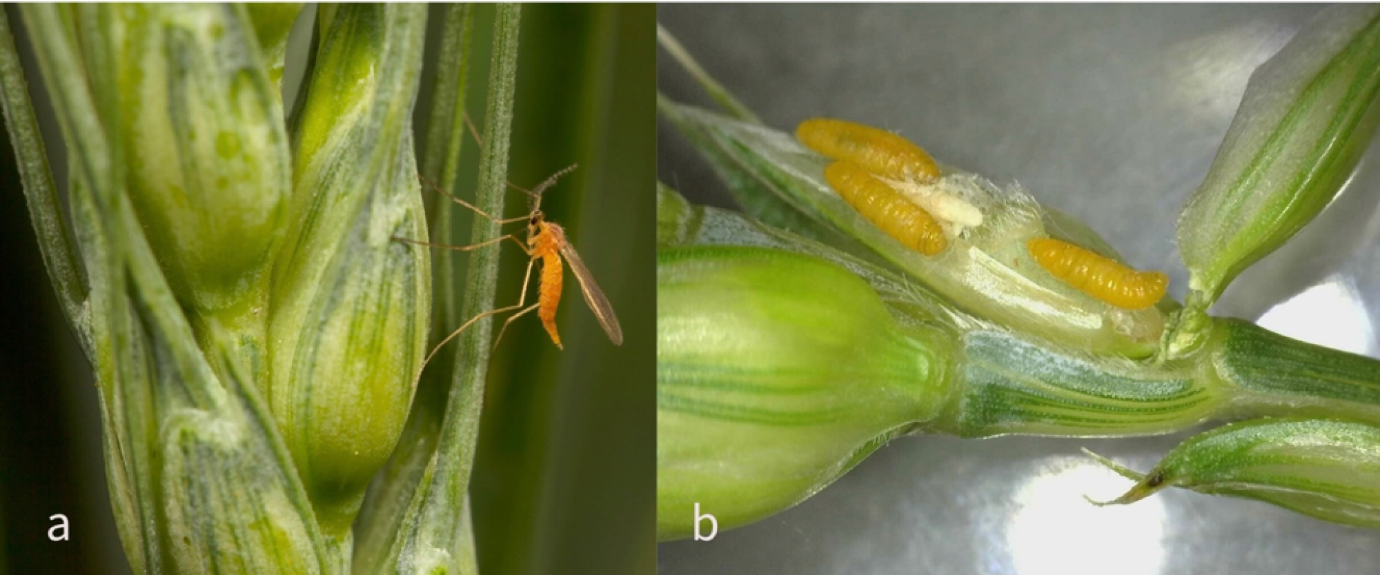 Cereal insect pests to keep an eye on in 2024 - Alberta Grains