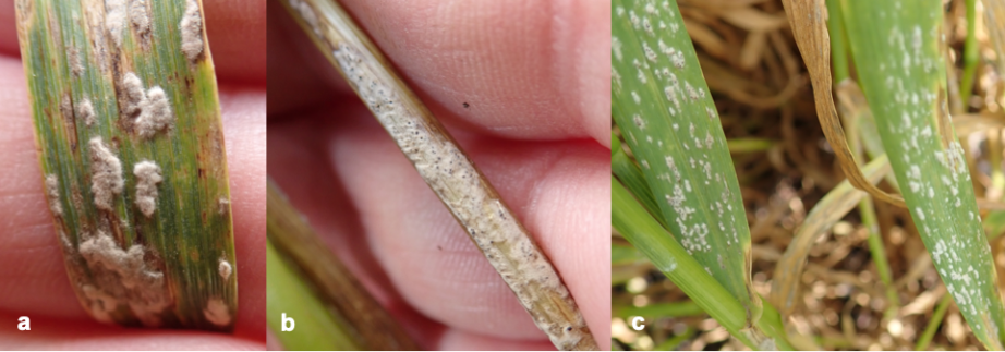 Questions of the month - July 2024 - Alberta Grains