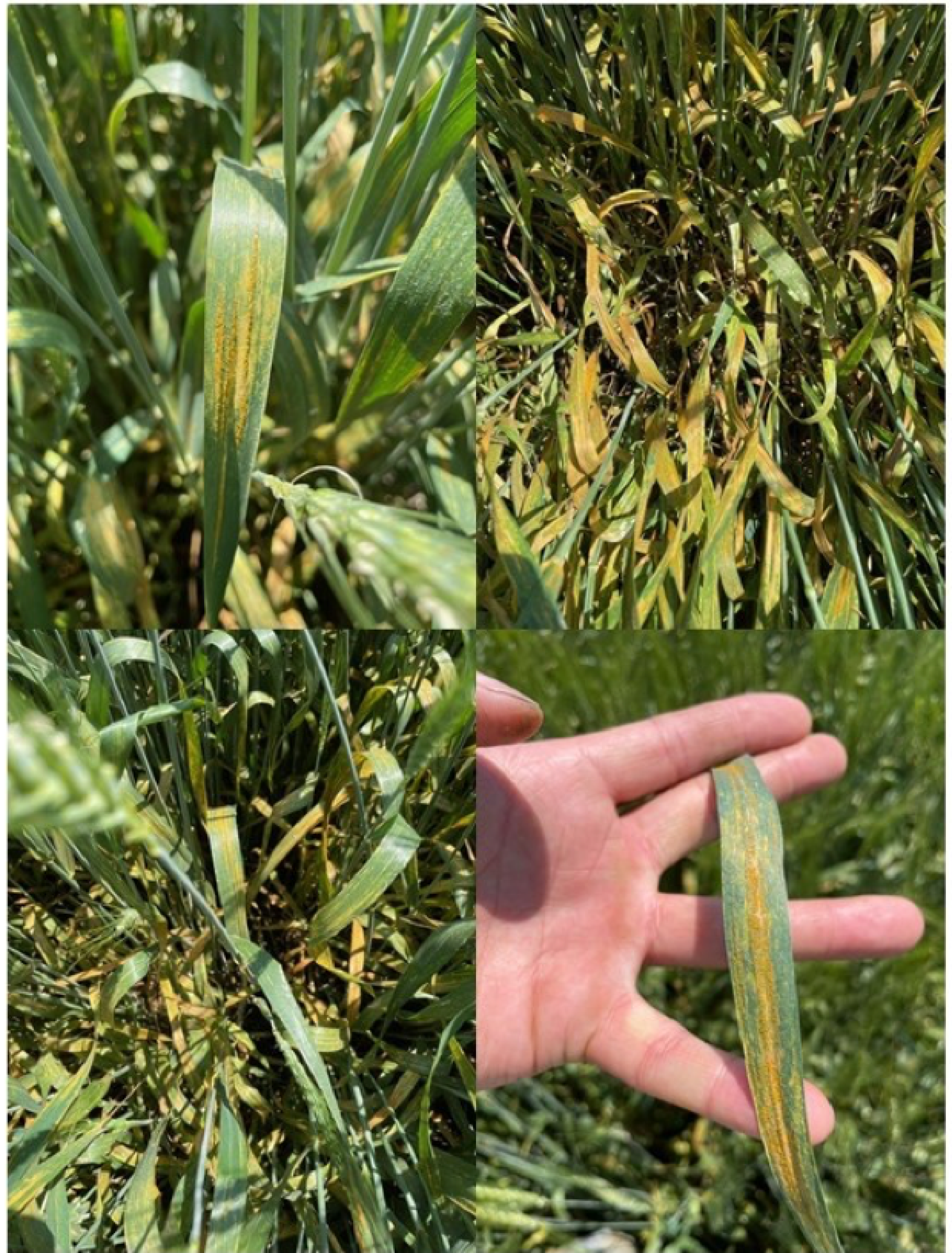 Stripe rust alert for Alberta wheat producers - Alberta Grains