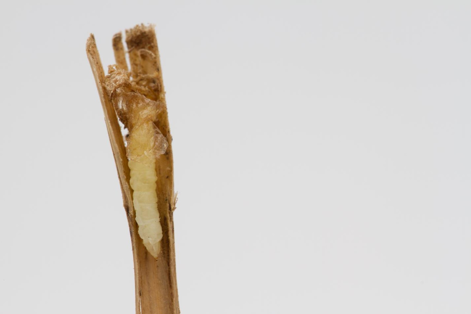 Does winter help reduce wheat stem sawfly populations? - Alberta Grains