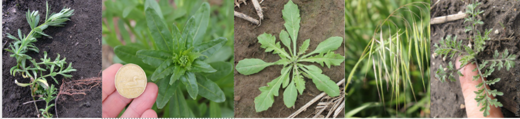 Fall Into Control: Mastering Fall Weed Management - Alberta Grains