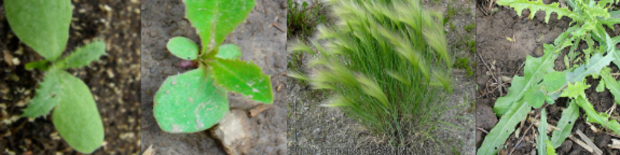 Fall Into Control: Mastering Fall Weed Management - Alberta Grains