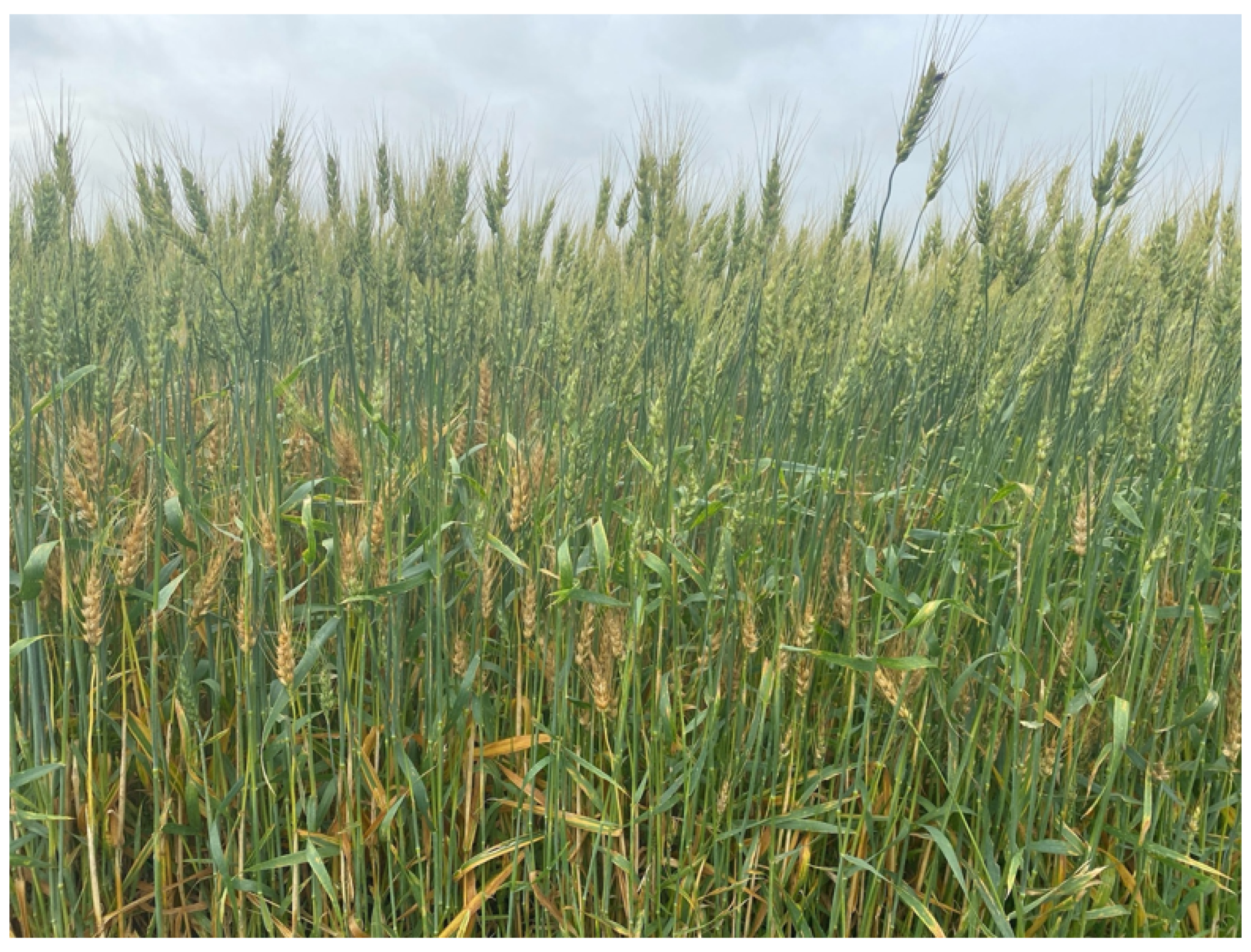 Understanding Ergot Outbreaks and How to Manage Them - Alberta Grains